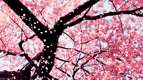 Le guide indispensable du Hanami au Japon ! - Le blog de voyage - eDreams